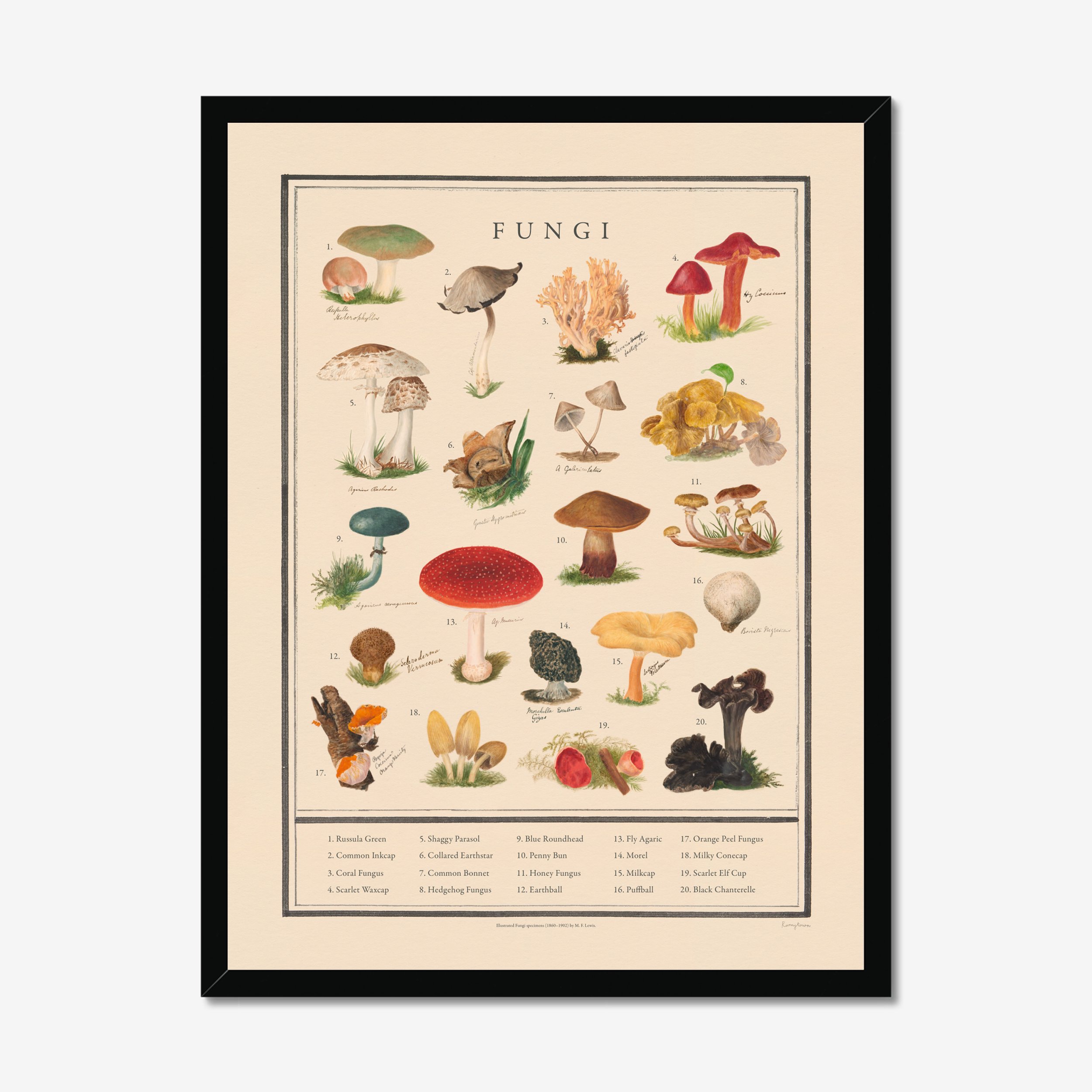 Fungi Fine Art Print